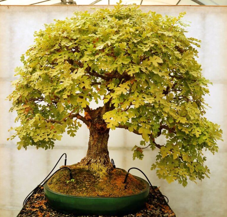 Cómo Cultivar y Cuidar tu Bonsái Quercus Suber: Guía Completa - TODO ...